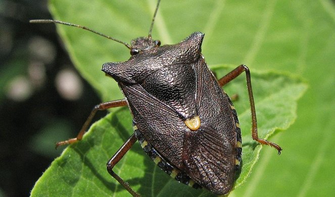 EVO KAKO DA SE REŠITE SMRDIBUBA! Stavite ovo kod vrata i prozora i ...